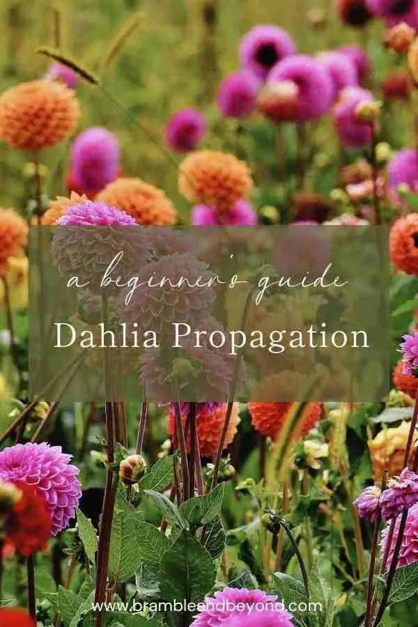 How To Grow Foxglove (Digitalis Purpurea Annua) | Bramble and Beyond